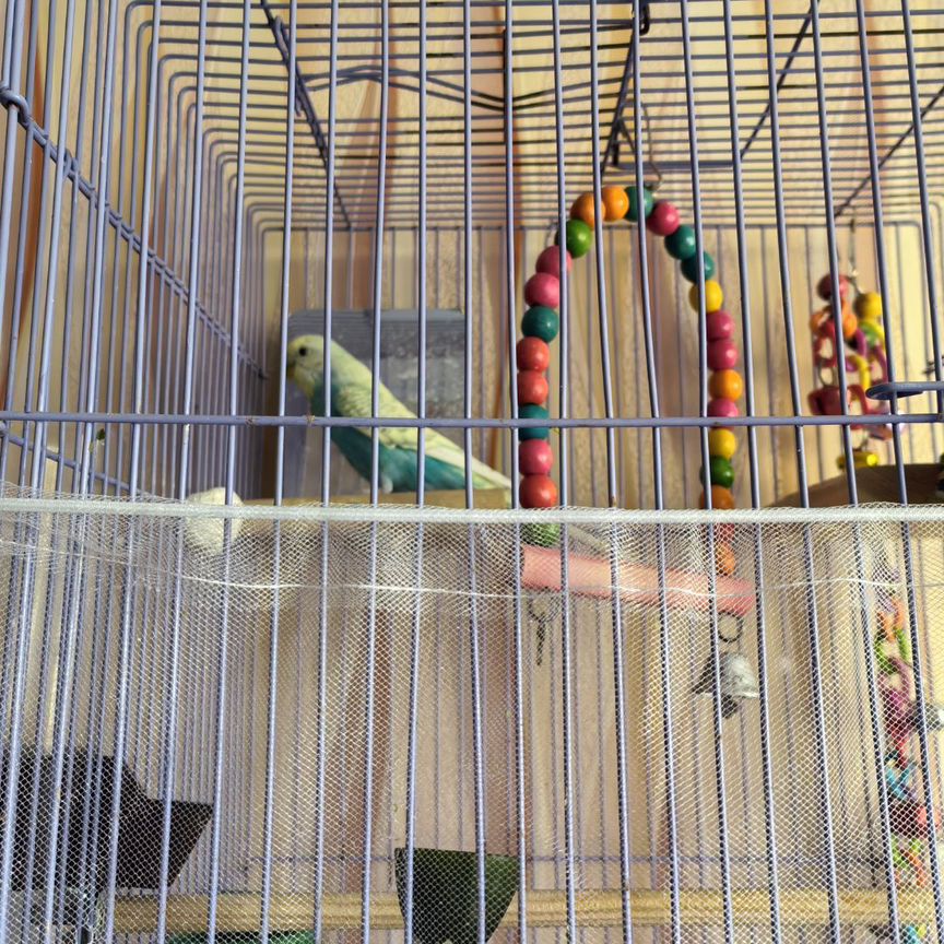 Волнистый попугай