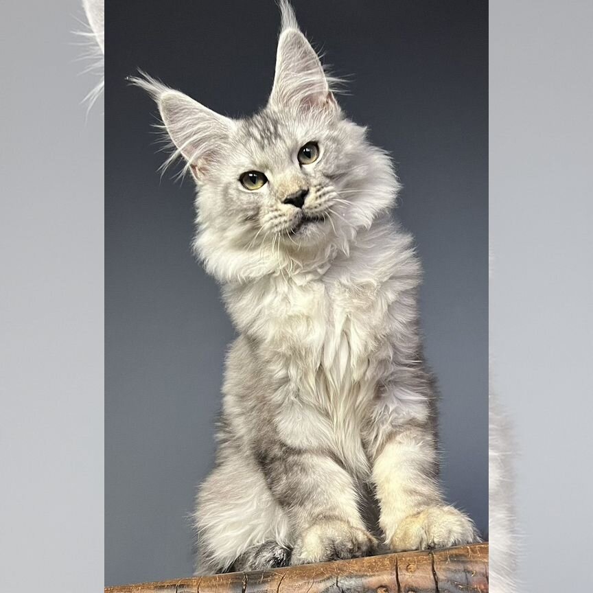 Мейн-кун котёнок