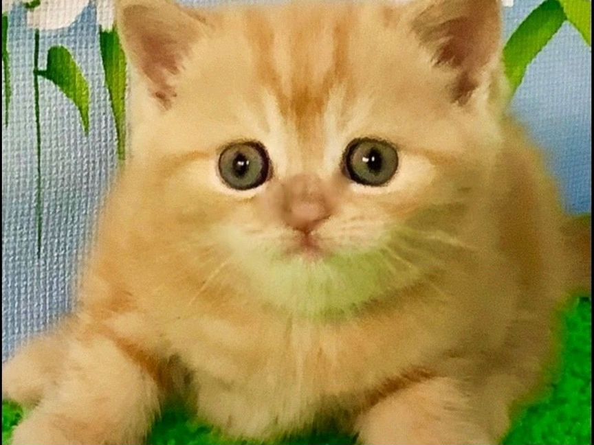 Шотландские котята