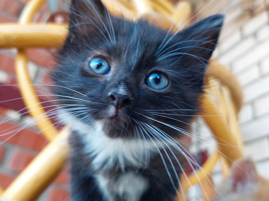 Котята мальчики 1,5-2 месяца
