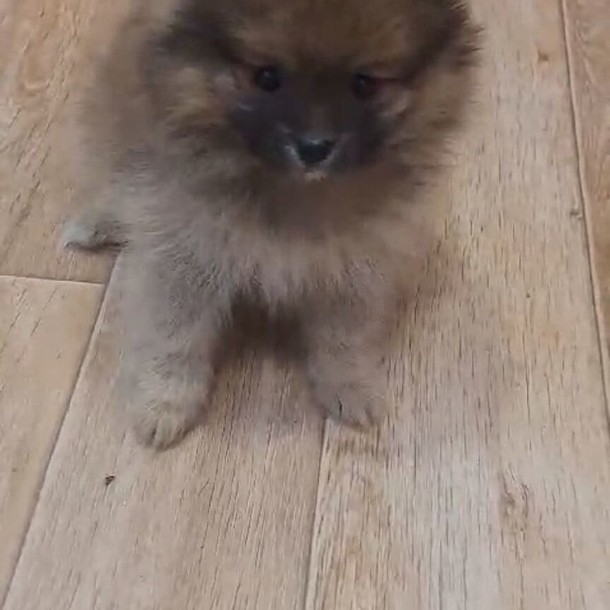 Продаю щеночка шпица