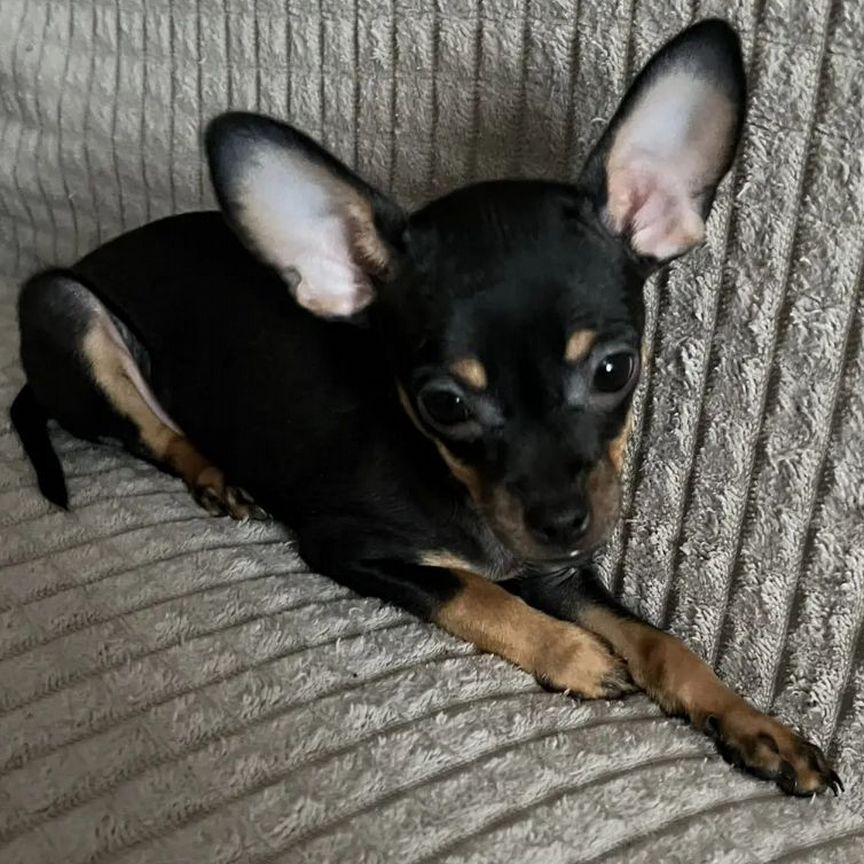 Русский той-терьер, щенок