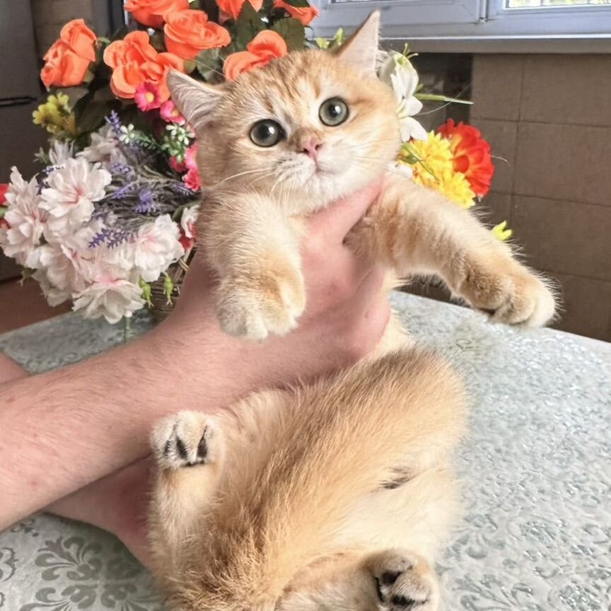 Котята золотая шиншилла