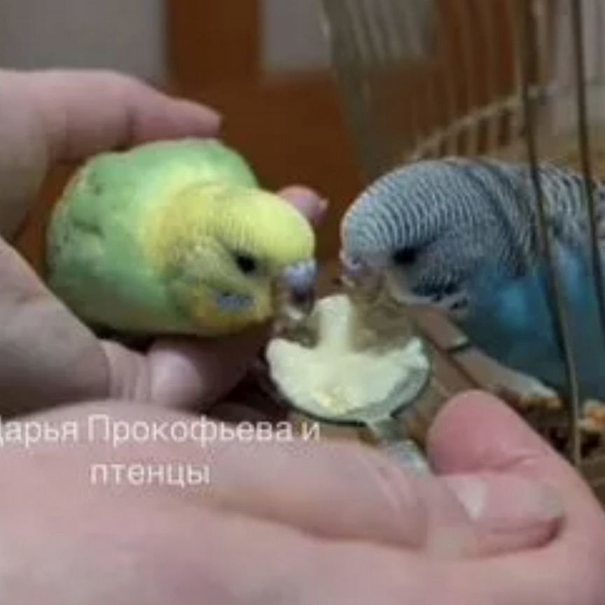 Волнистый попугай/Разных Пород и Цветов