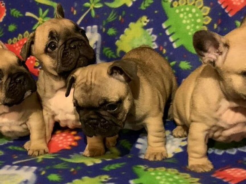 Породные французики (питомник)