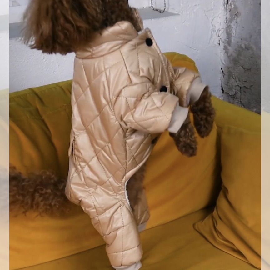 Одежда для собак мелких пород