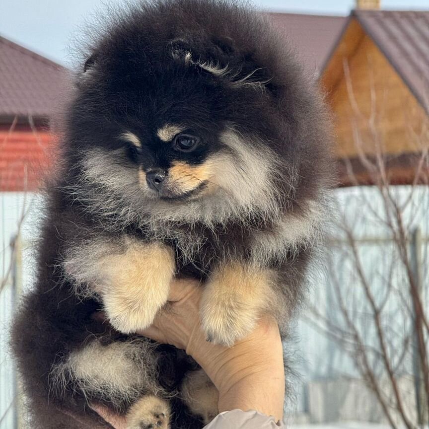 Красивый медвежонок