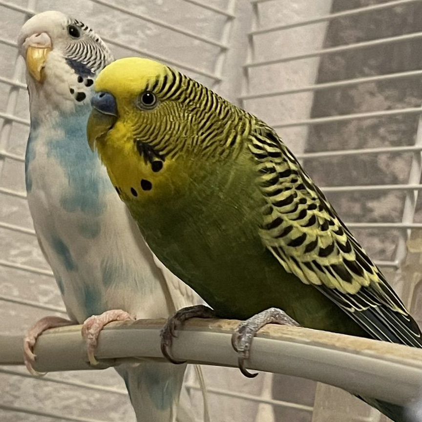 Волнистые попугайчики