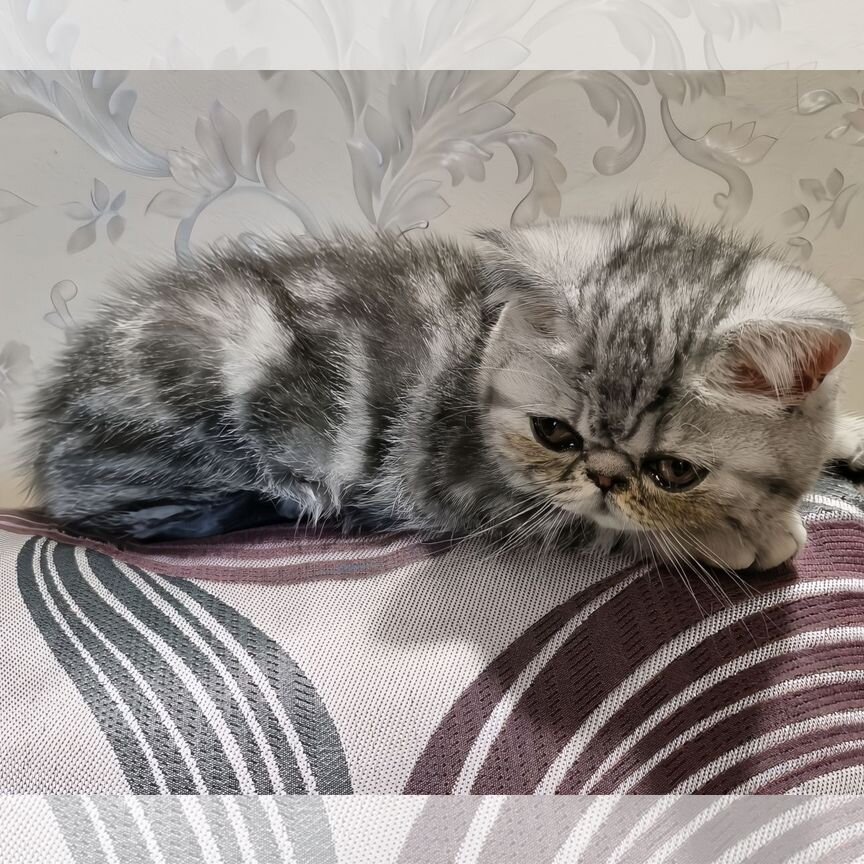 Экзотический короткошёрстный котёнок
