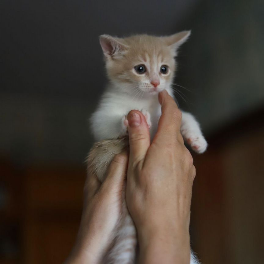 Котята в добрые руки бесплатно шотландец