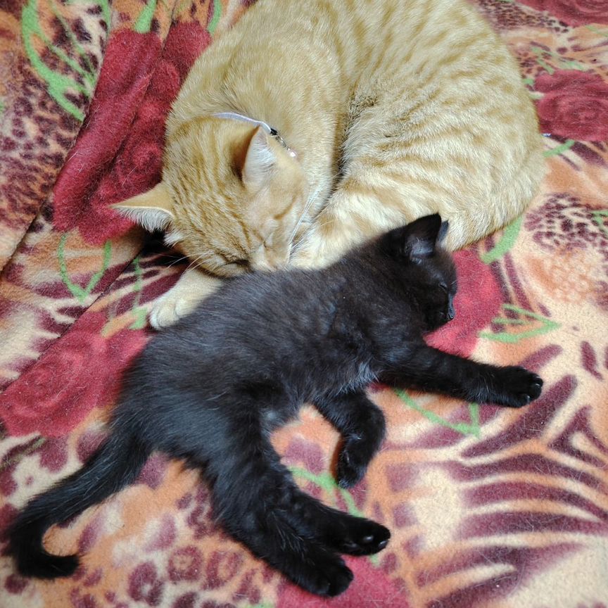 Отдам в добрые руки