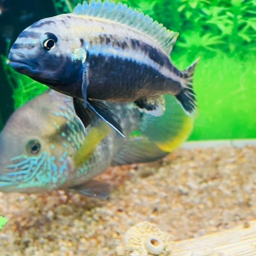 Аквариумные рыбки