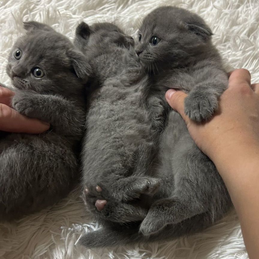 Кошки котята британские
