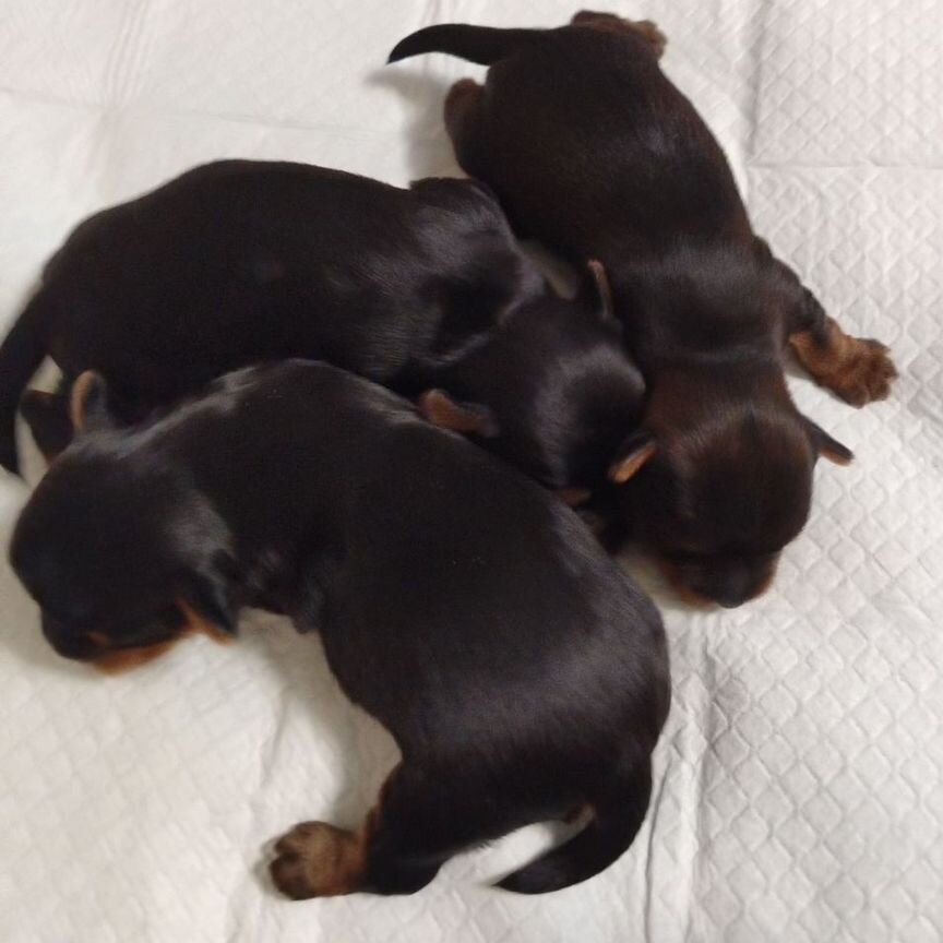 Йоркширский терьер, щенок