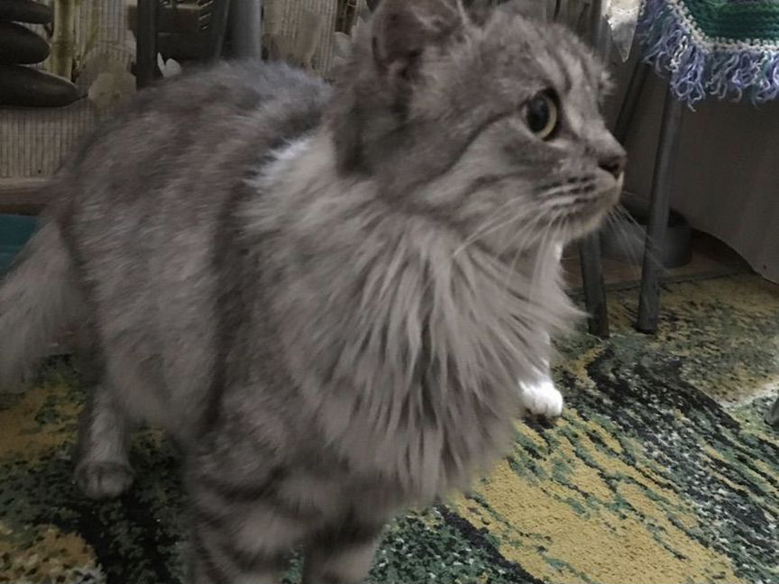 Отдам бесплатно в добрые руки