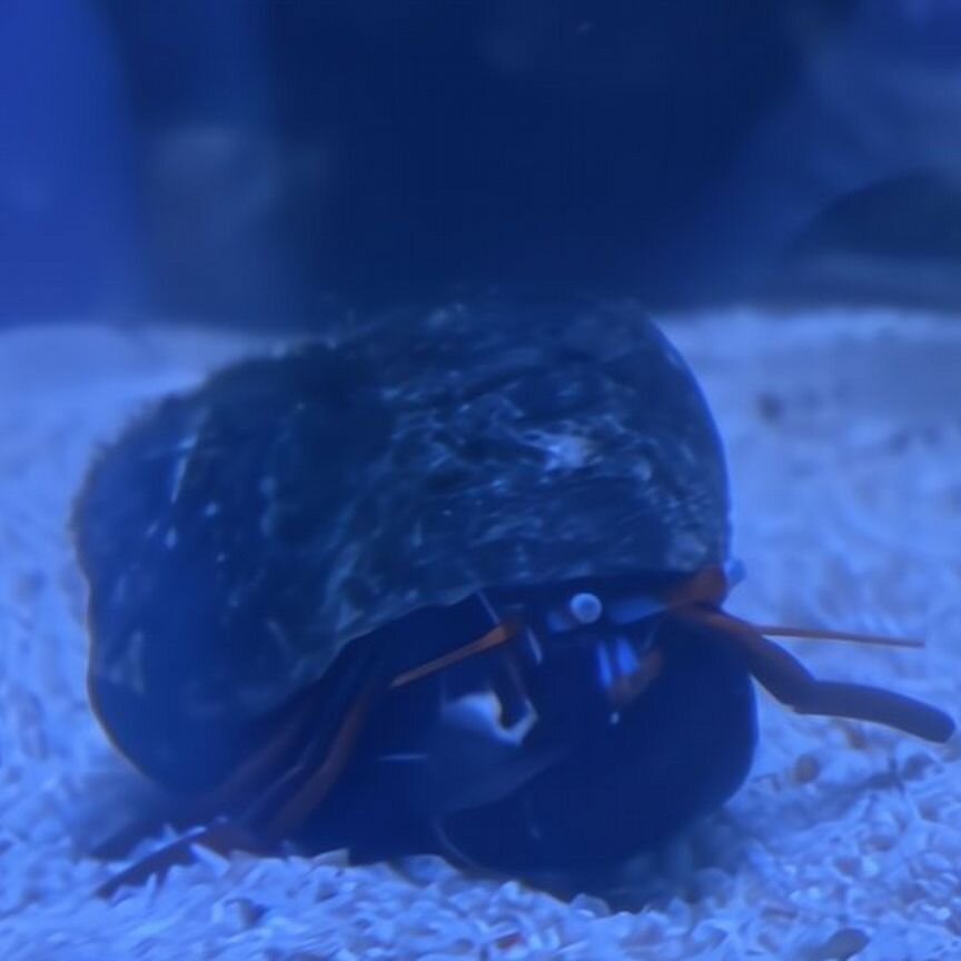 Рак отшельник синелапый