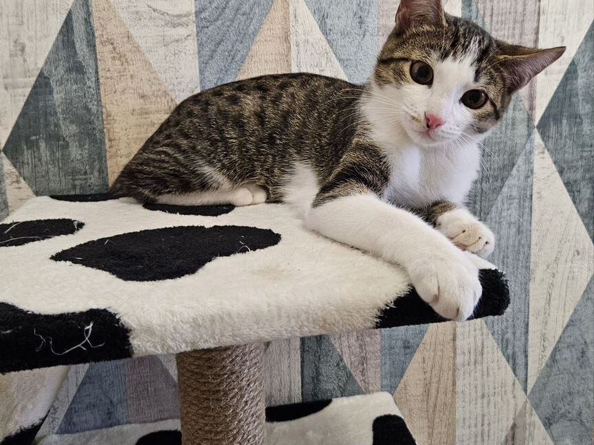 Котенок 4мес