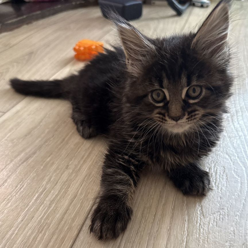 Мейн-кун котёнок