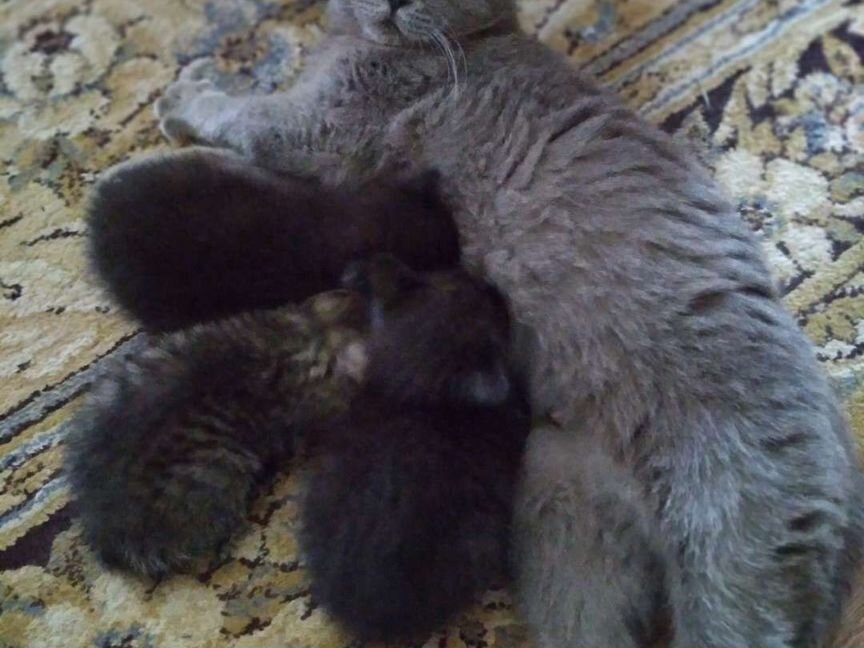 Кошка в дар бесплатно