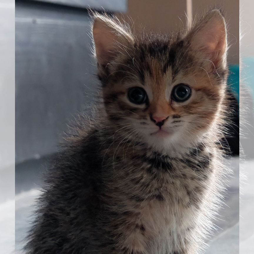 Котёнок в добрые руки