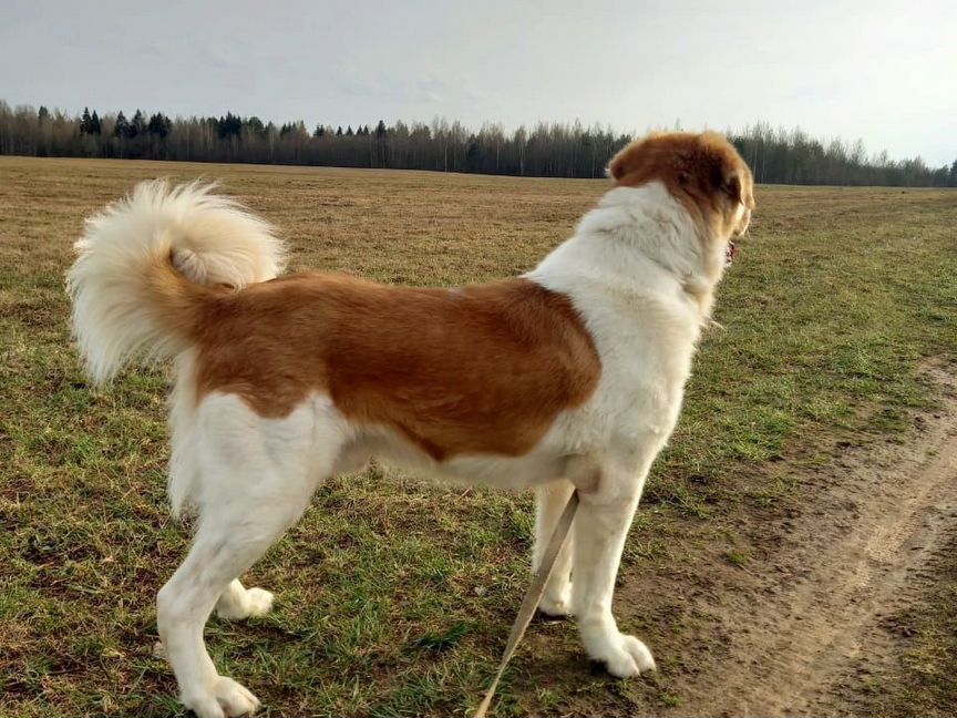 Огромный пёс