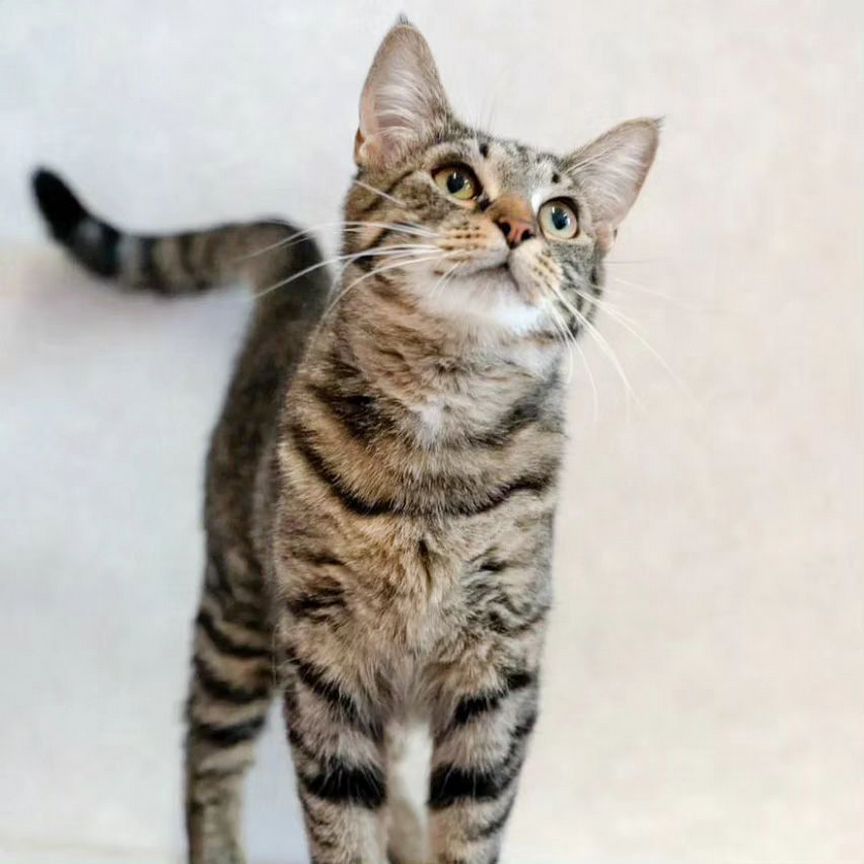 Котёнок Алиса в добрые руки