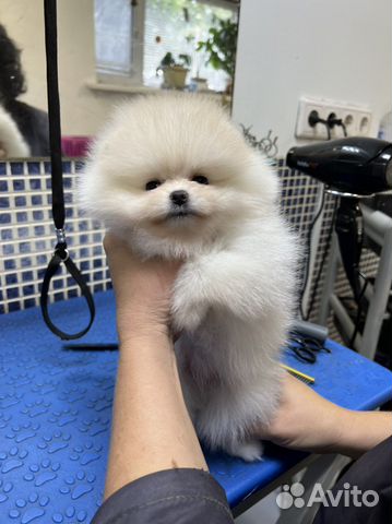 Померанский шпиц девочка