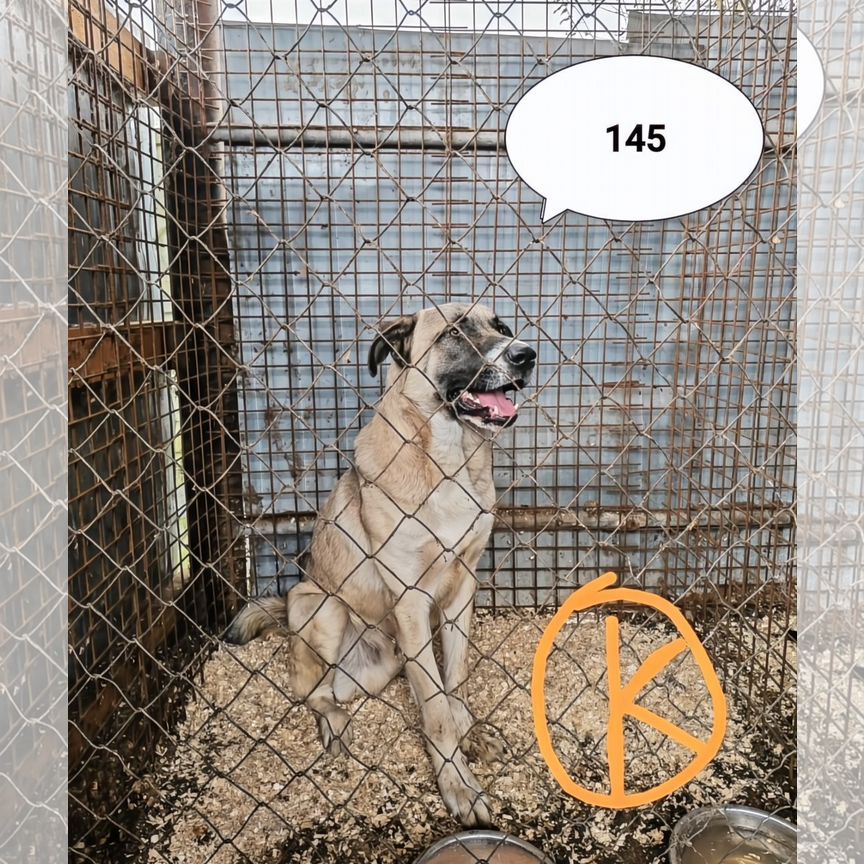 Взрослая собака в добрые руки