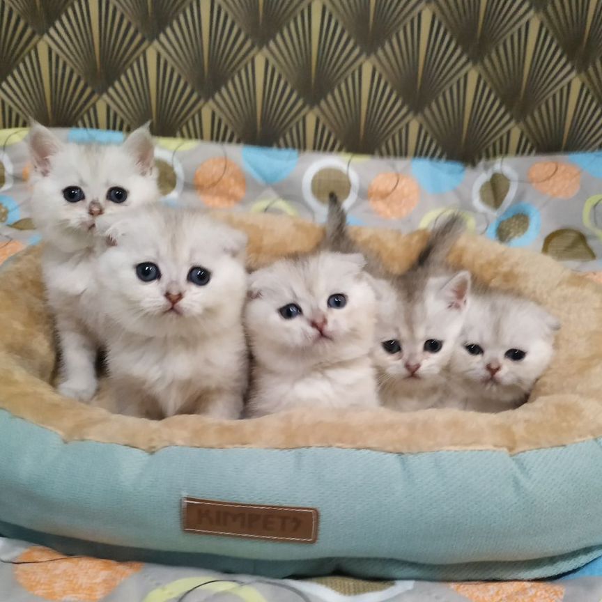 Шотландская Серебристая шиншилла