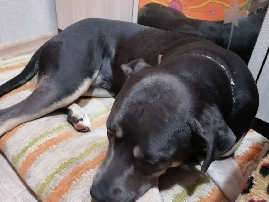 Собака в добрые руки