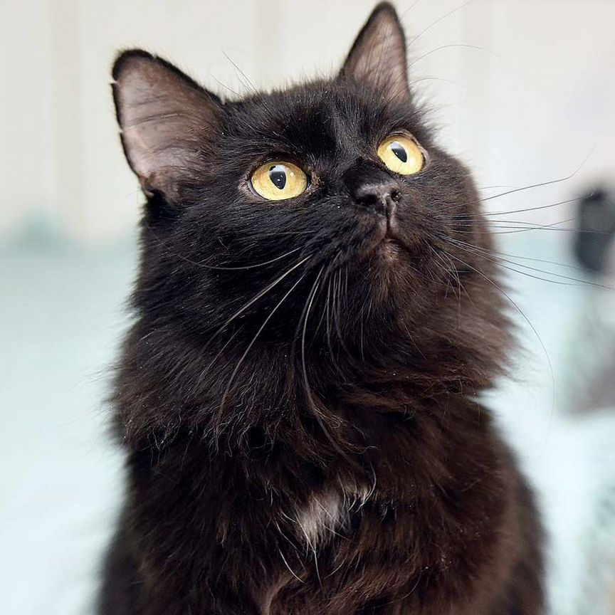 Взрослый кот в добрые руки