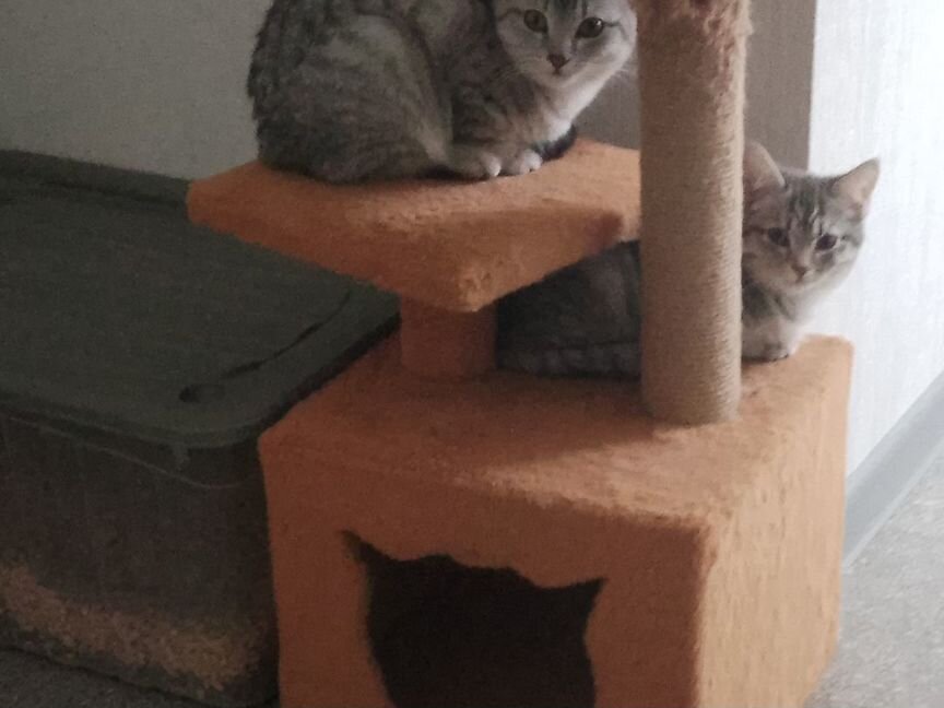 Отдам в добрые руки двух котят