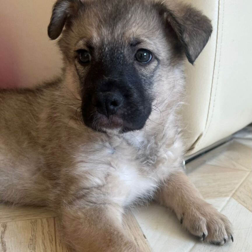 Плюшевый Балу ждет родителей