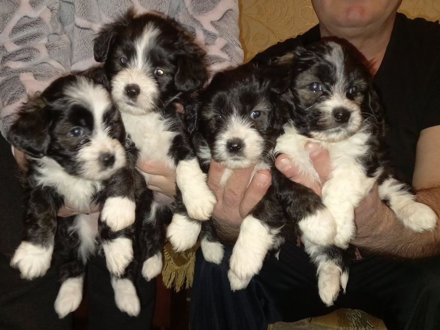 Цветная Болонка