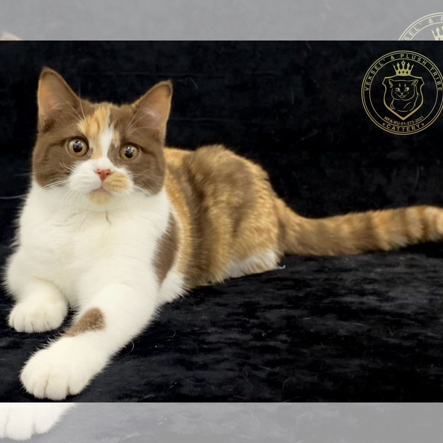 Британский короткошёрстный котёнок