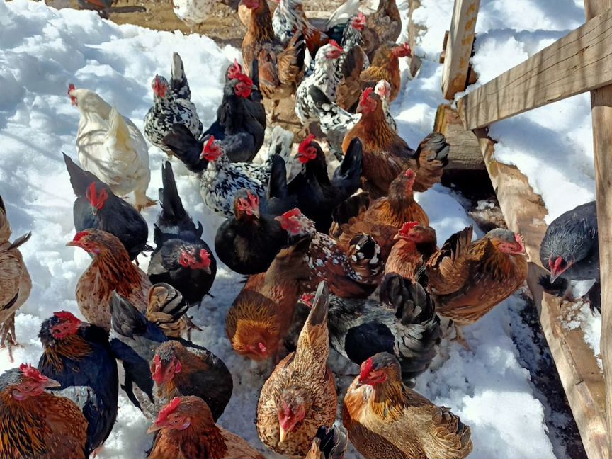 Инкубационное яйцо (бентамки)