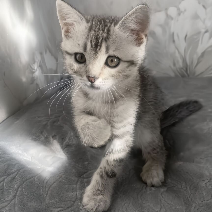 Шотландский прямоухий короткошёрстный котёнок