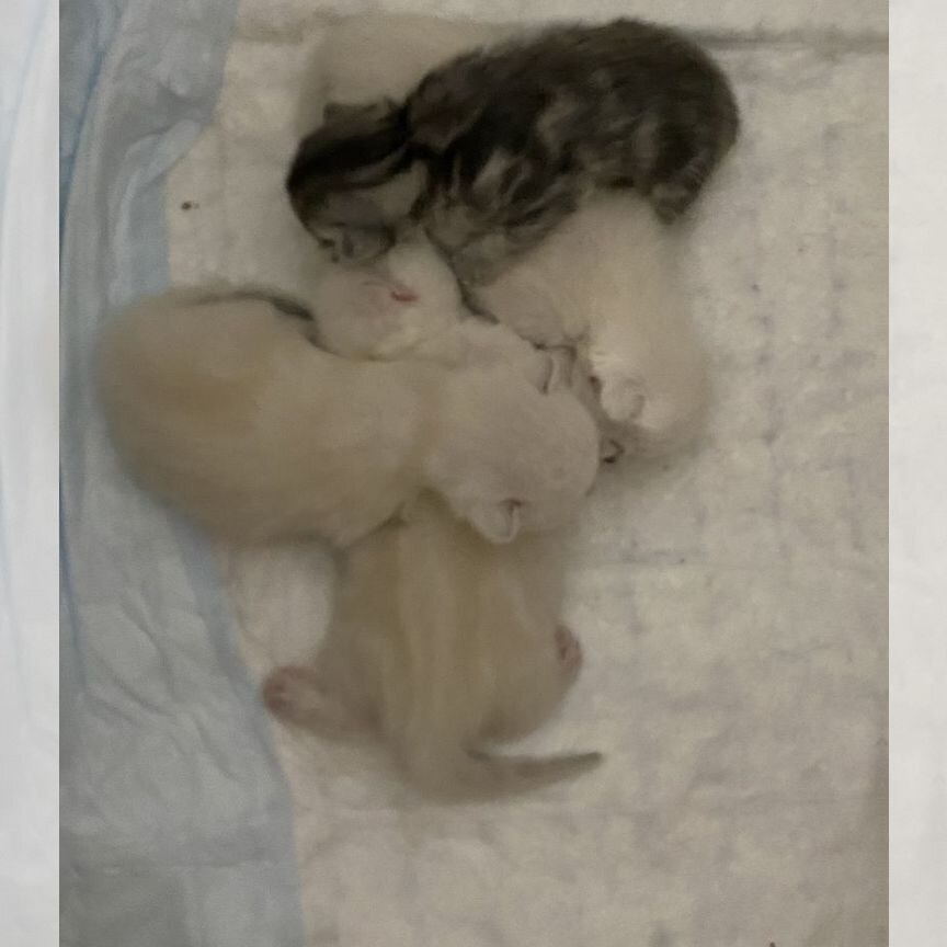 Шотландский вислоухий короткошёрстный котёнок