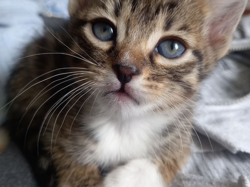 Котята