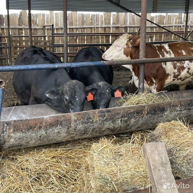 Абердин ангус бычки