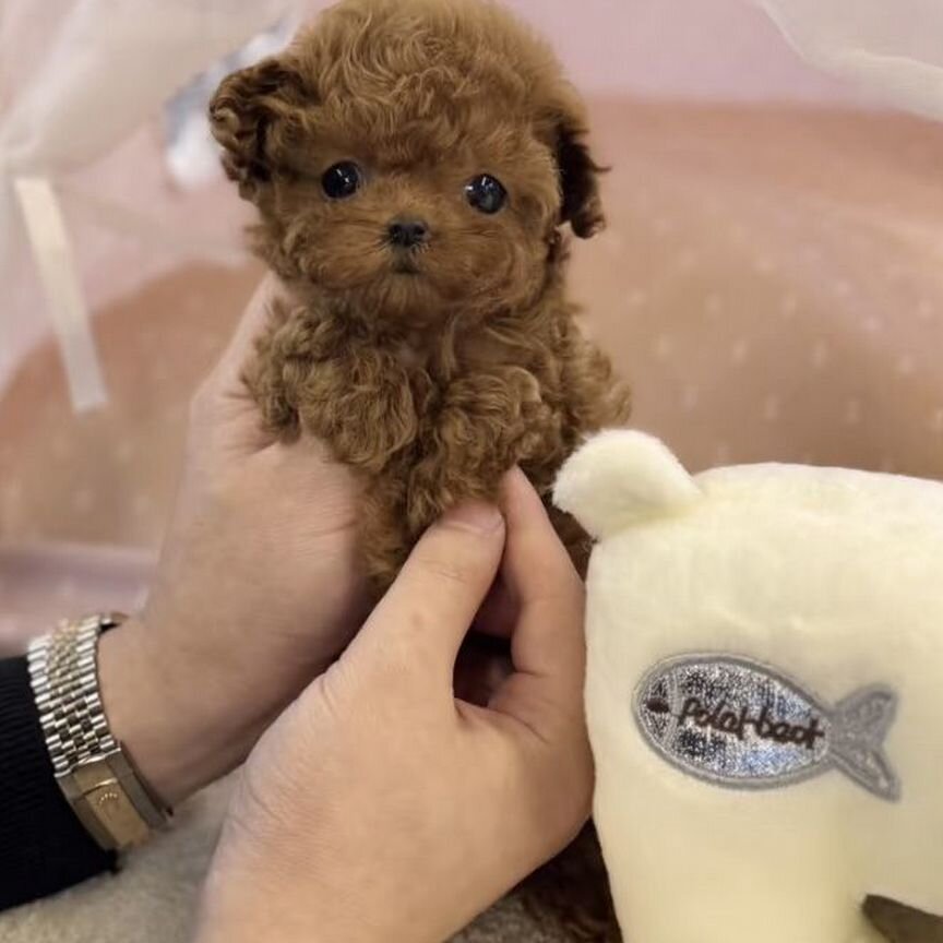 Мальтипу, щенок