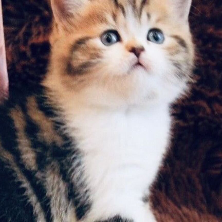 Котята