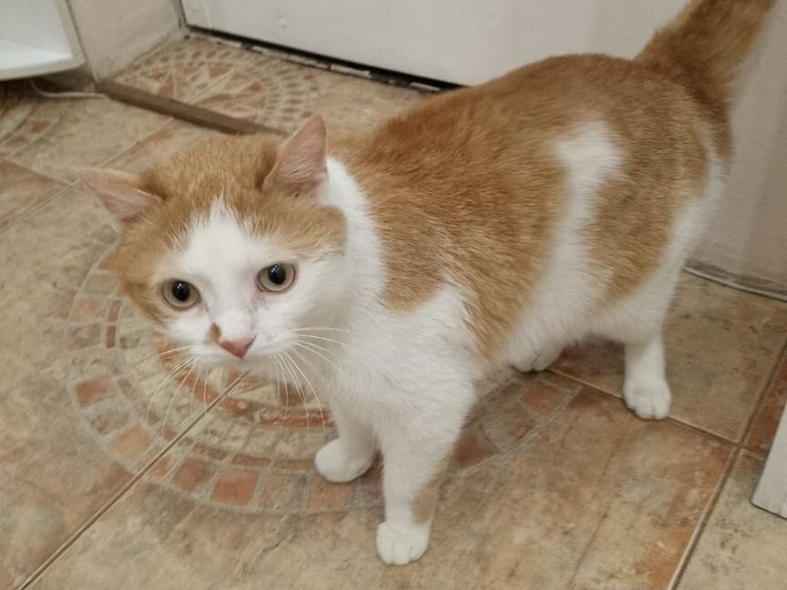 Котик в добрые руки