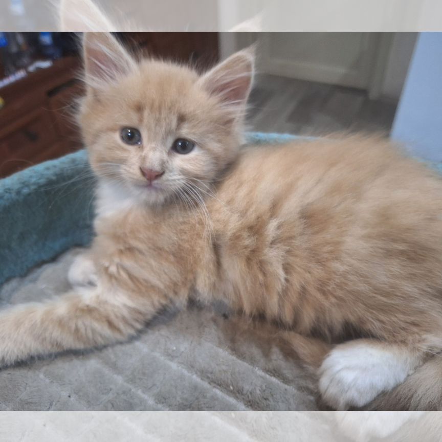 Мейн-кун котёнок