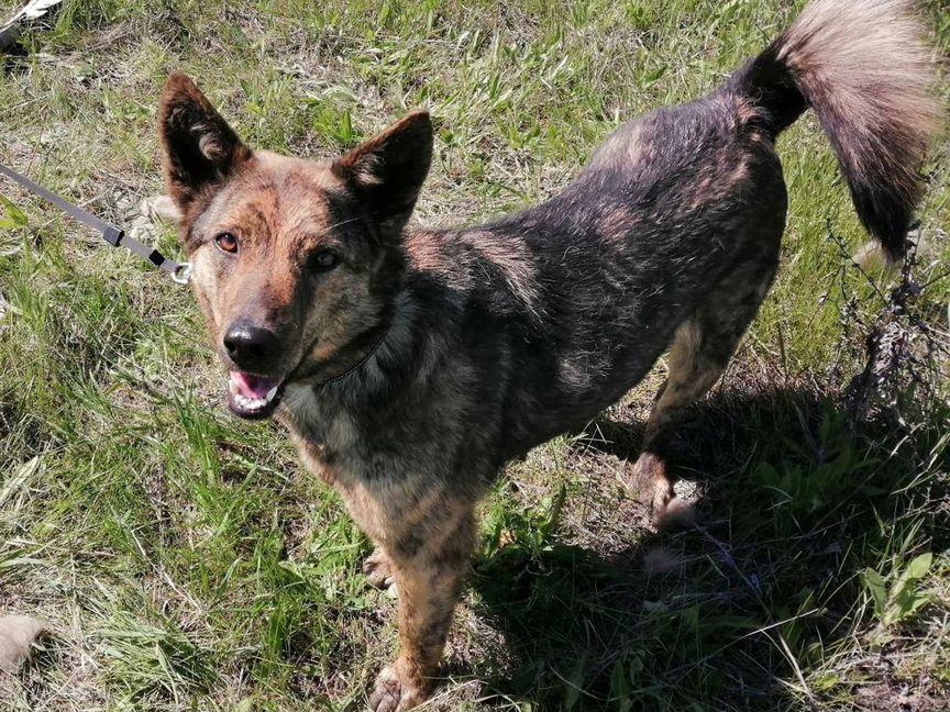 Ева ищет дом