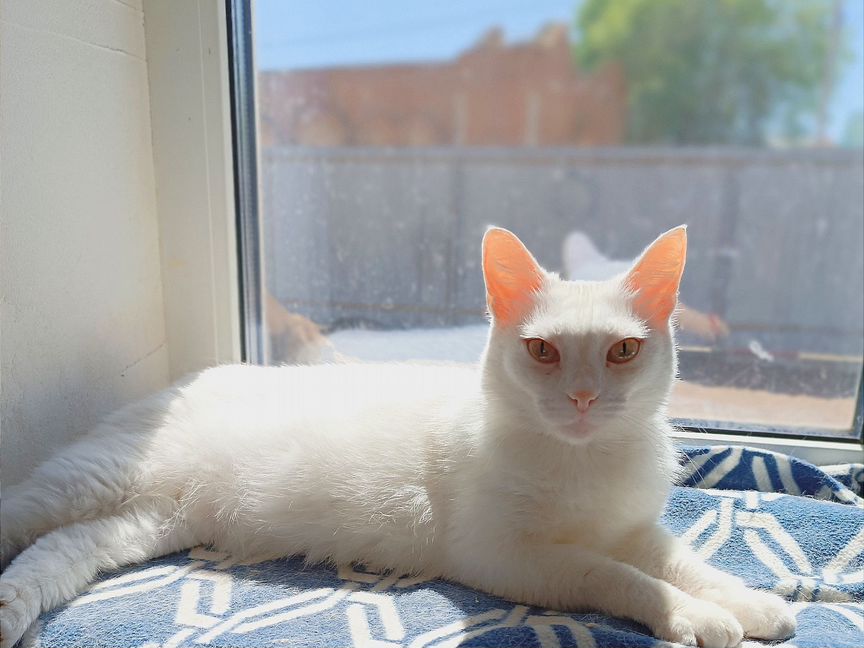 Шикарная Кошка