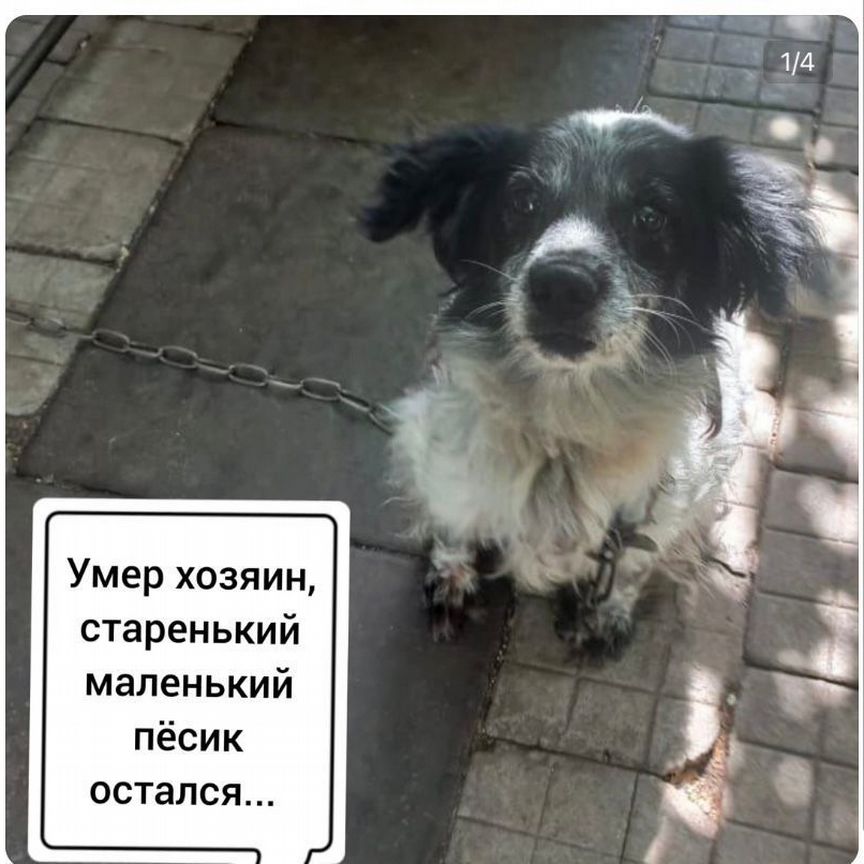 Умер хозяин и маленький Мухтар(8кг)остался один