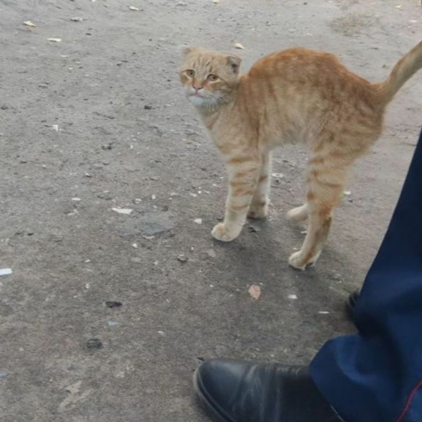 Рыжий кот в добрые руки