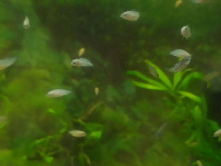 Мальки цихлозомы