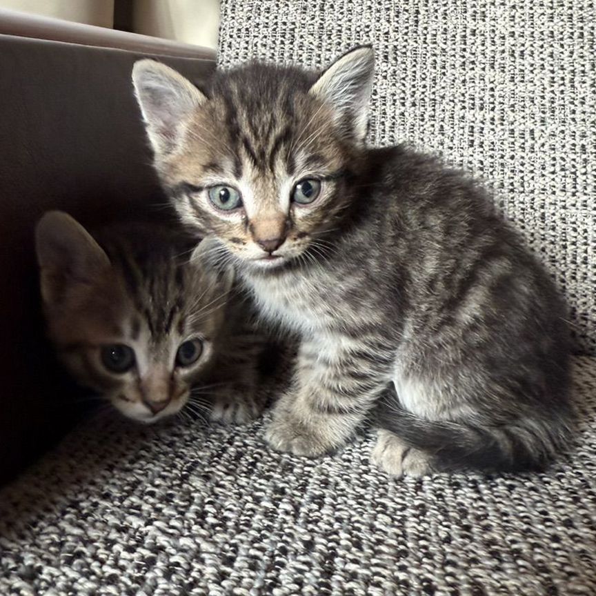 Сибирский котёнок